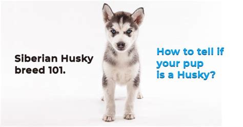 Malamute Vs Husky The Deffinitive Guide 8 Must Know Differences