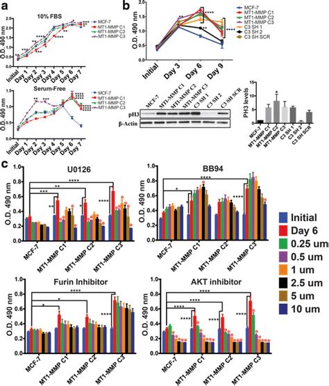 Low Levels Of Mt1 Mmp Expression Increased Survivability Of Mcf 7