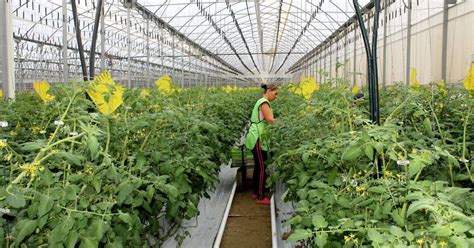 Ifapa Estudia Vías De Mejora En Sostenibilidad Agrícola A Través De La