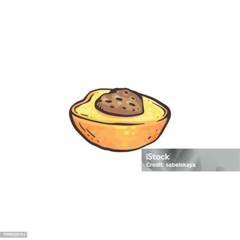 흰색 배경에 고립 된 둥근 구덩이가있는 손으로 그린 복숭아 반 피트 스톱에 대한 스톡 벡터 아트 및 기타 이미지 피트 스톱 복숭아류 건강관리와 의술 Istock