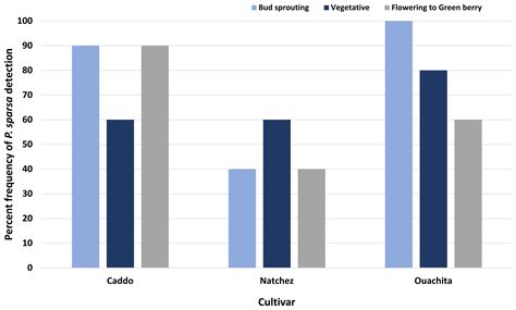 Sampling For The Early Detection Of Peronospora Sparsa In Blackberry