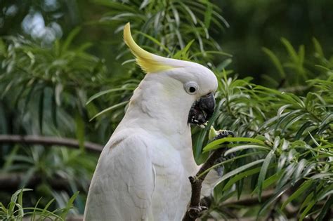 42 Photos Of Sulfur Crested Cockatoo Flippednormals