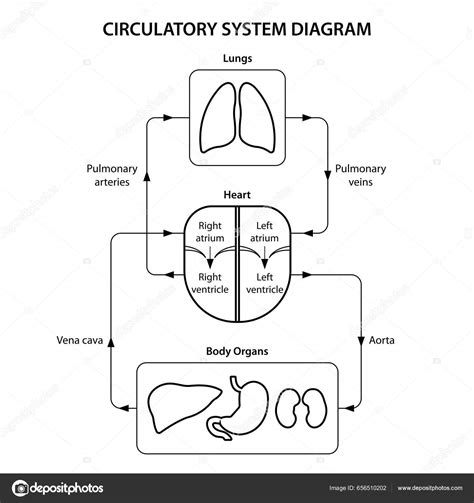 Diagrama Del Sistema Circulatorio Etiquetado Ilustración Blanco Negro