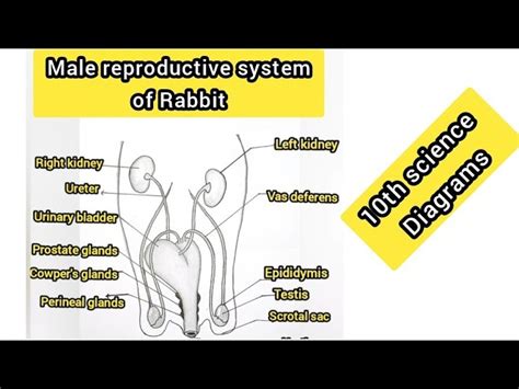 How To Draw Male Reproductive System Of Rabbit