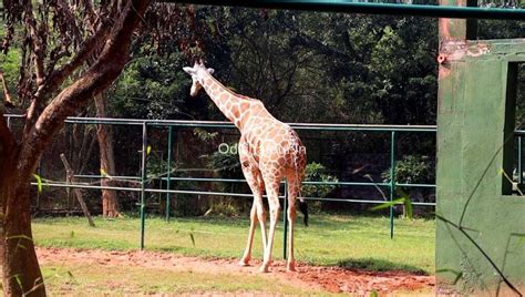 Nandankanan Zoological Park Bhubaneswar Odisha Tour