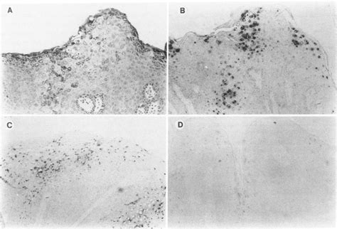 Comparison Ofthe In Situ Hybridization Signals Among Tissues Prepared