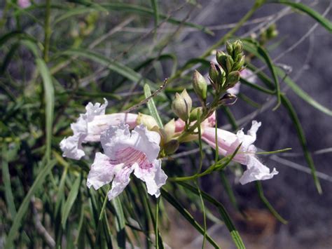 Chilopsis Linearis “desert Willow” Wildflowers Of Joshua Tree Country