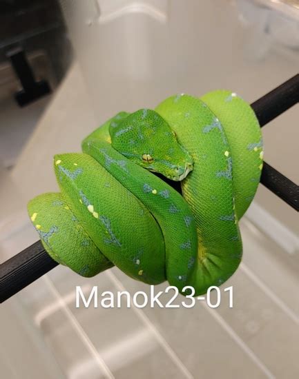 2023 Manokwari Male Green Tree Python By Gs Reptiles