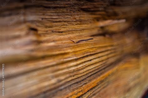 Fresh Wood Log Texture Background Grey Alder Speckled Alder Alnus