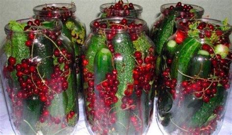 Маринованные огурцы в банке с красной смородиной – яркая и вкусная закуска.