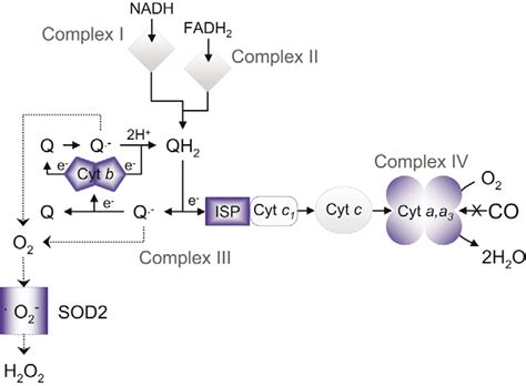 Schematic Of The Mitochondrial Respiratory Chain Showing The Effect Of