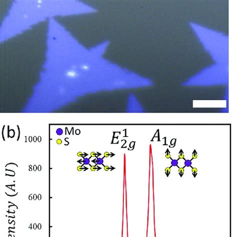 A Optical Image Of MoS 2 Grown On The Optical Fiber As Observed Under