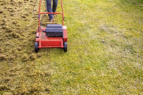 When To Dethatch Bermuda Grass And How Often Should You Do It Pepper