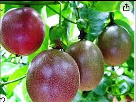 Purple Passion Fruit Plant Starter Planting With 6 In Pot Etsy