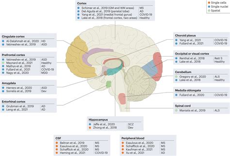 single cell single nuclei and spatial transcriptomics ideas and