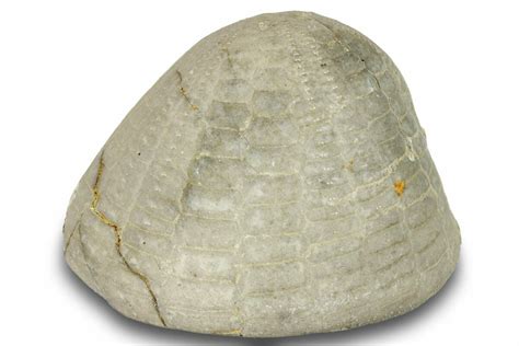 24 Cretaceous Echinoid Echinocorys Fossil England 251757 For