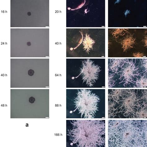 Phase Field Approach For A Multi Species System Download