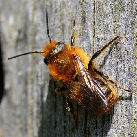 Mining Bee White Oak Gardens