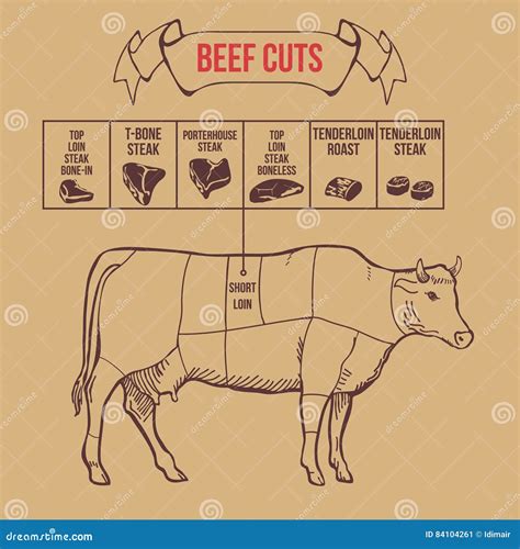 Vintage Butcher Cuts Of Beef Scheme Vector Stock Vector Illustration