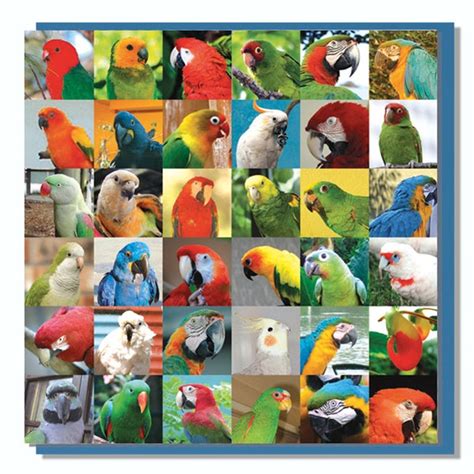 Parrot Card Etsy