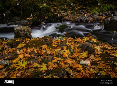 Autumn Foliage And Flowing Creek Water Stock Photo Alamy