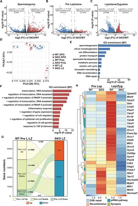 Nat10 Mediated N4 Acetylcytidine Modification Is Required For Meiosis
