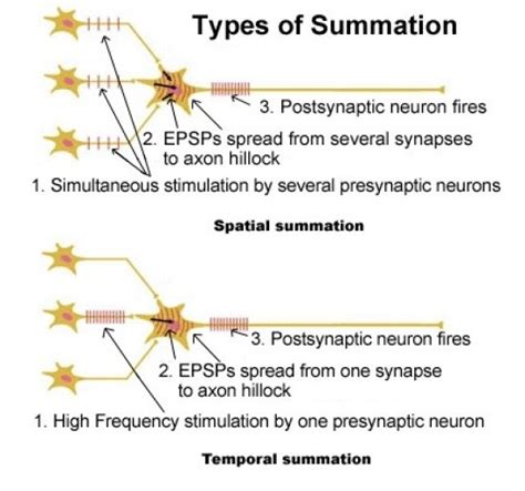 what is the difference between temporal and spatial summation pediaa