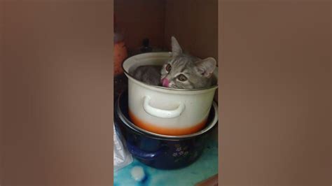 Зручно киці Youtube