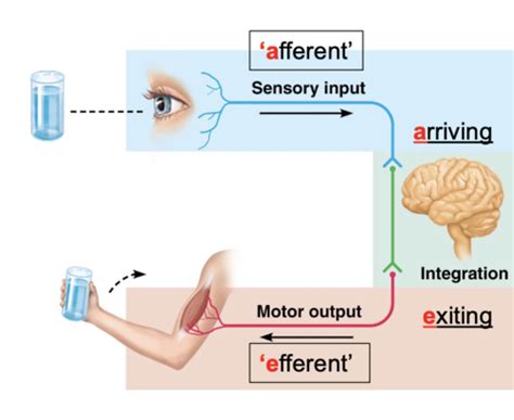 Topic Nervous System Flashcards Quizlet