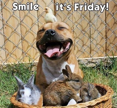 Happy Friday Dog Meme