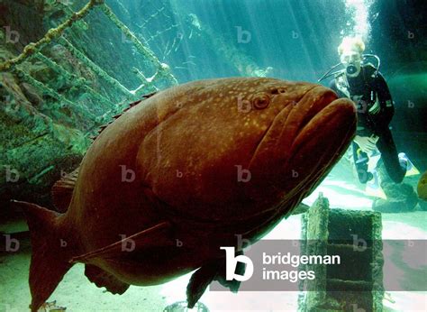 Image Of A Giant 200 Kilogram Queensland Grouper Named Dominator Swims Past