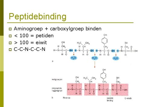 Dna En Eiwitten Structuur Van Eiwit Bouw Eiwit