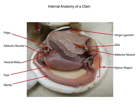 Ppt Dissection Of A Clam Powerpoint Presentation Free Download Id
