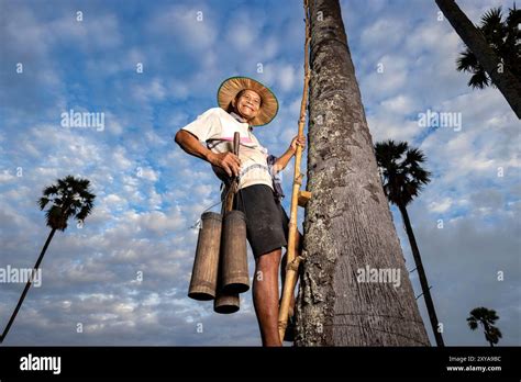 A Farmer Harvesting Sugar Palm Nectar Kampong Chhnang Cambodia Stock