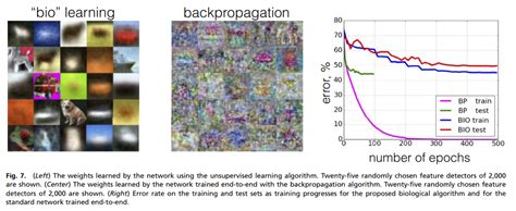 Paper Summary Unsupervised Learning By Competing Hidden Units