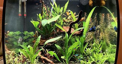 Fluval Flex 15 Album On Imgur