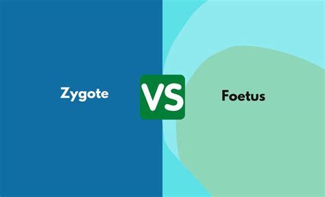 Zygote Vs Foetus What S The Difference With Table