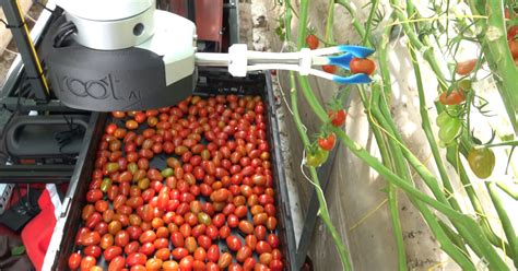 Root Ai Unveils Its Tomato Picking Robot Virgo