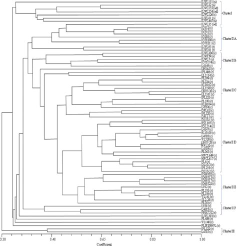 An Unweighted Pair Group Method With Arithmetic Mean UPGMA Tree Of Download Scientific