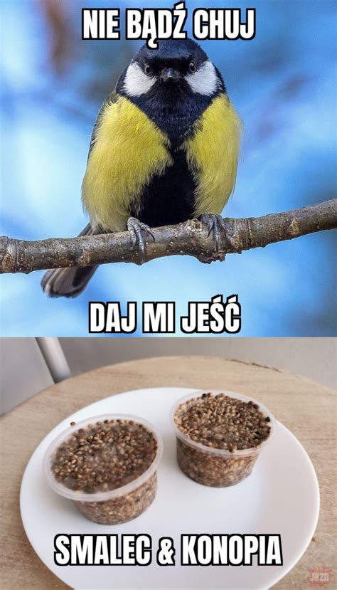 A Papugom Proso W Dupę Pchają