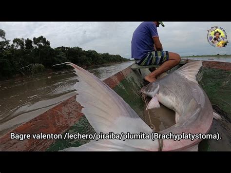 Bagre Gigante De Agua Dulce