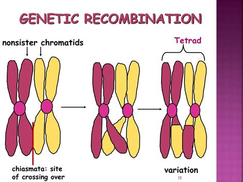 Ppt Meiosis Powerpoint Presentation Free Download Id437027