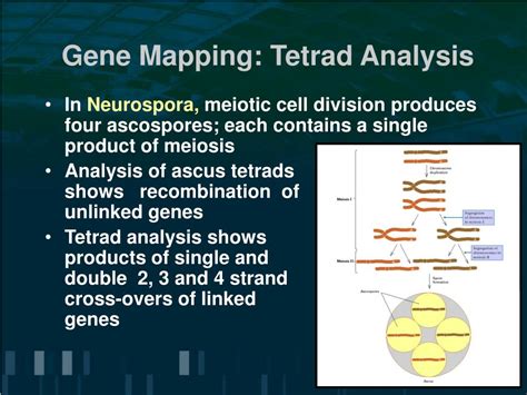 Ppt Gene Linkage And Genetic Mapping Powerpoint Presentation Free