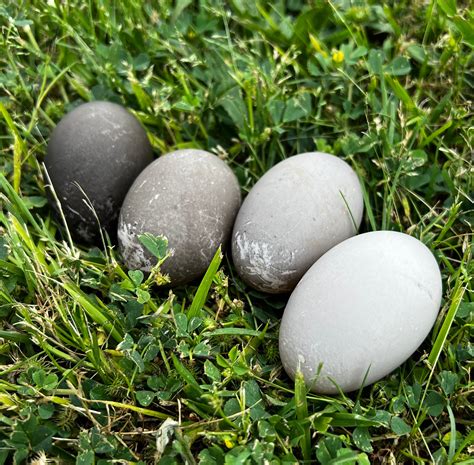 Cayuga Duck Eggs Color