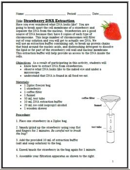 Exploring DNA Strawberry DNA Extraction Lab By Cynthia Zack TpT