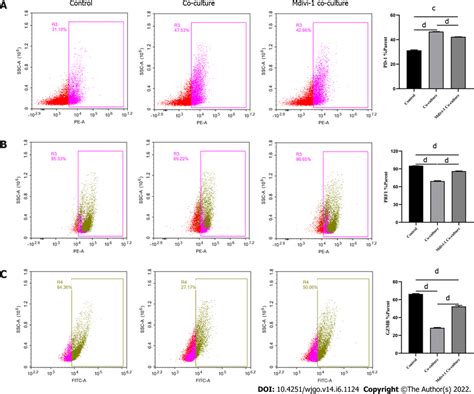 Regulation Of Cd8 T Cell Function By Mdivi 1 A C Activated Cd8 T