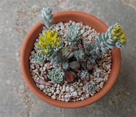 白雪ミセバヤ ケープブランコ の花が咲いた 初心者が育てる多肉植物