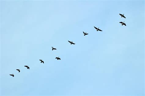 Premium Photo Spring Migration Of Wild Geese Flock Of Migratory Birds