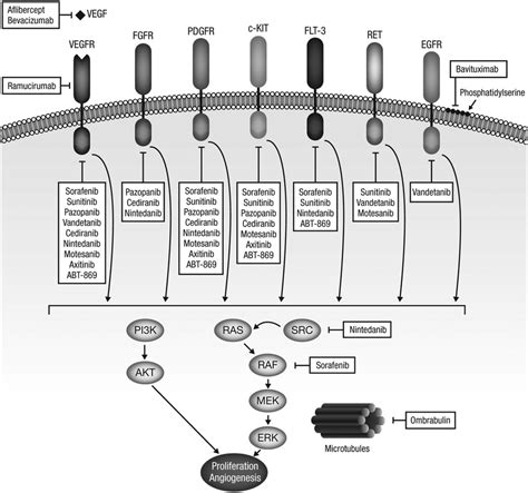 Targeting Angiogenesis In Lung Cancer Download Scientific Diagram