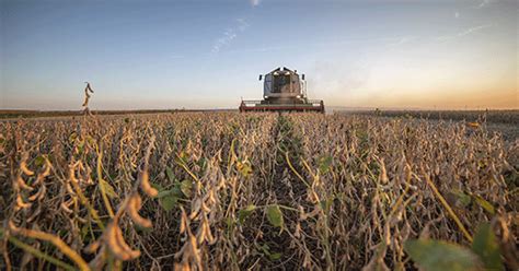 Why Scn Is The Most Damaging Soybean Pathogen The Scn Coalition